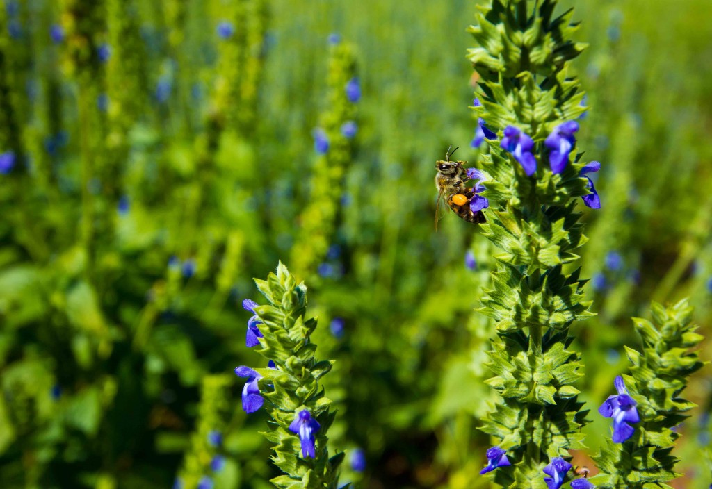 Bio Chia Samen | Himmelbauer